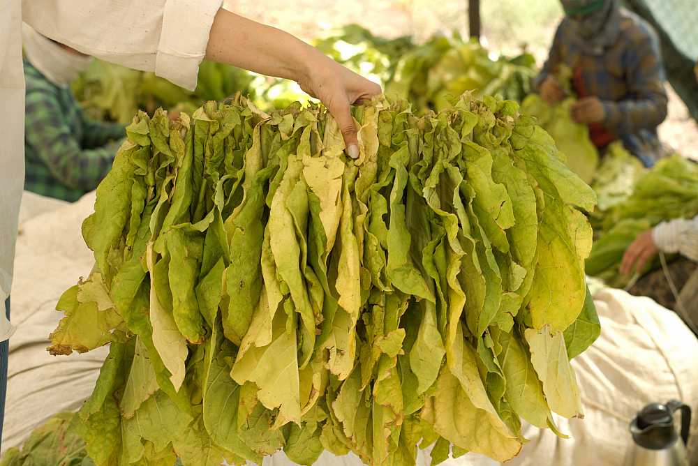 "Tobacco Agronomy Center" owned by Cahan Tobacco International has ...