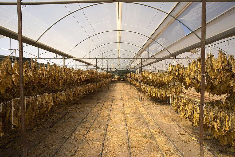 "Tobacco Agronomy Center" owned by Cahan Tobacco International has ...