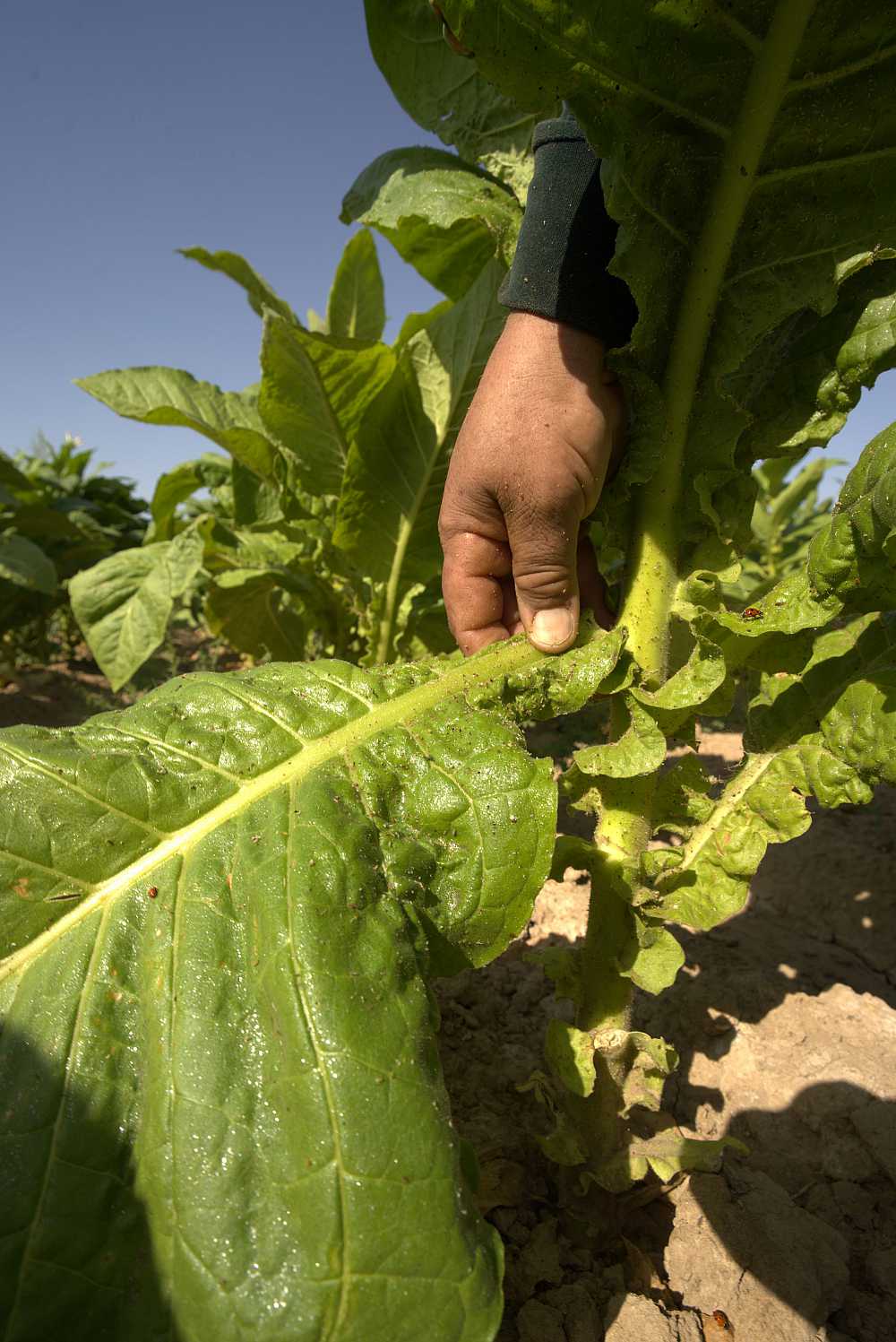 "Tobacco Agronomy Center" owned by Cahan Tobacco International has ...